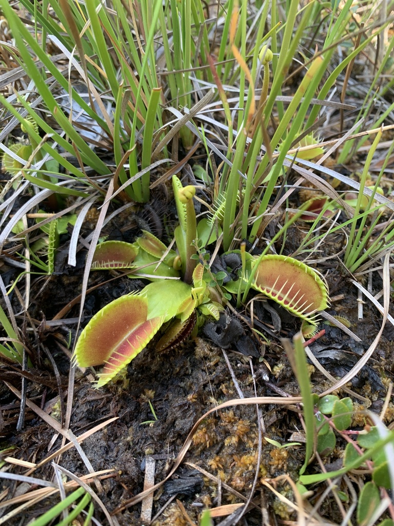 Venus flytrap in April 2023 by bloom-biome · iNaturalist