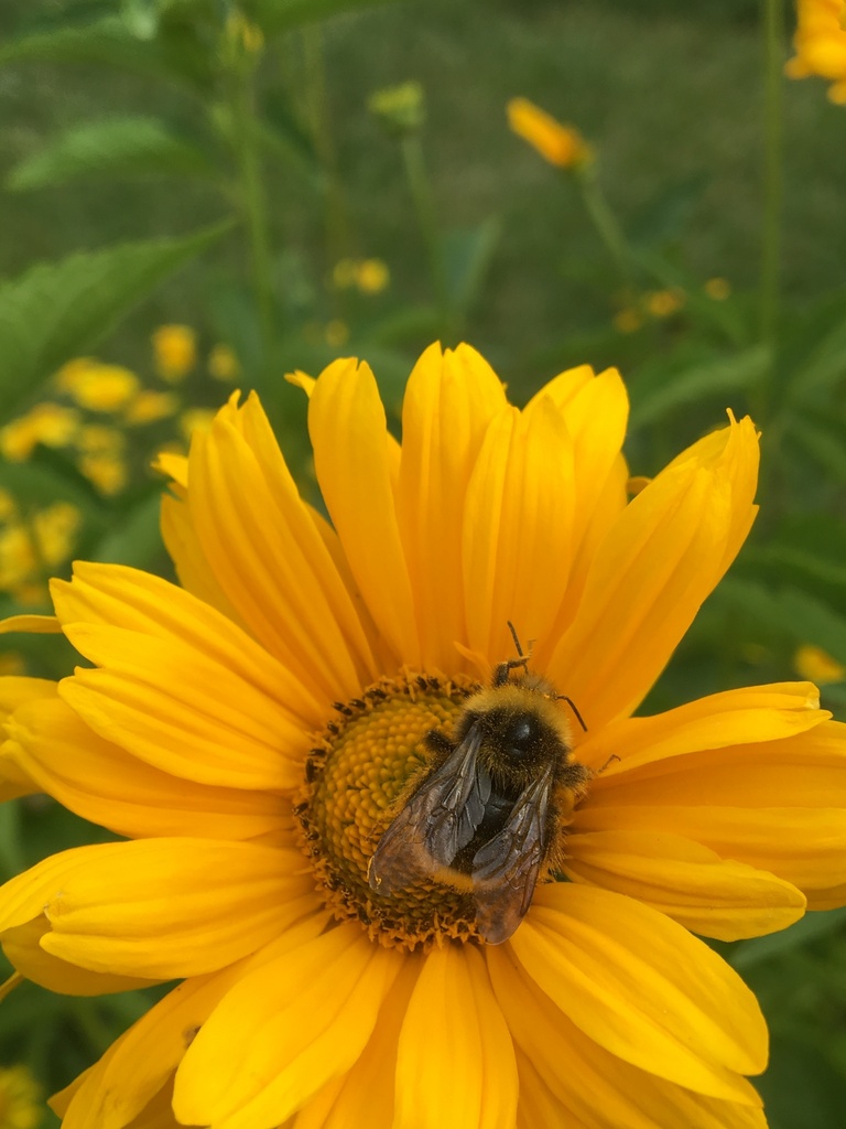 Bumble Bees from Douglasdale, Calgary, AB T2Z, Canada on July 28, 2019 ...