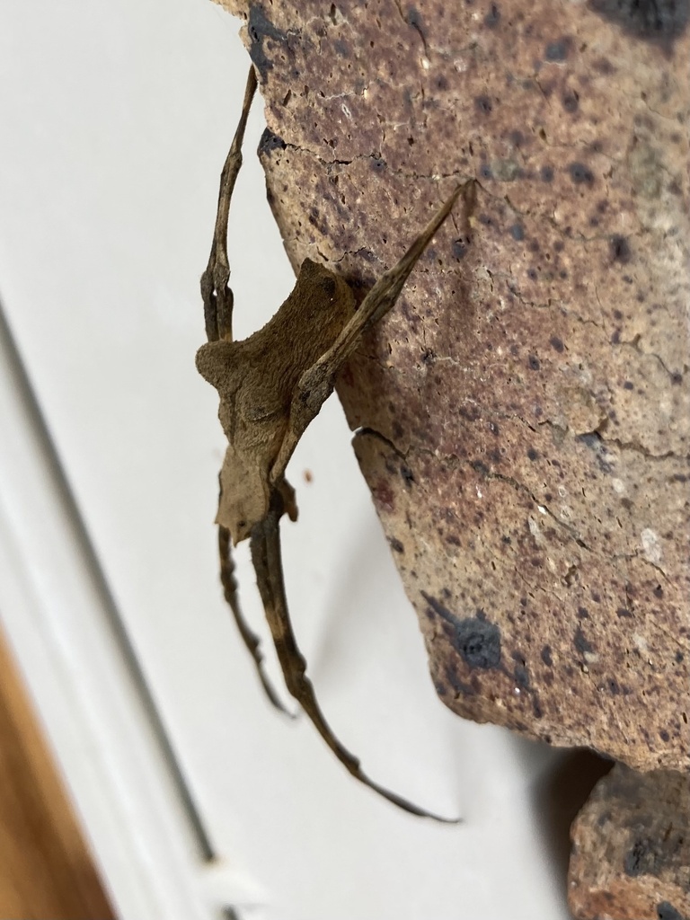 Asian Ogre-faced Spiders from White River, MP, ZA on March 02, 2023 at ...