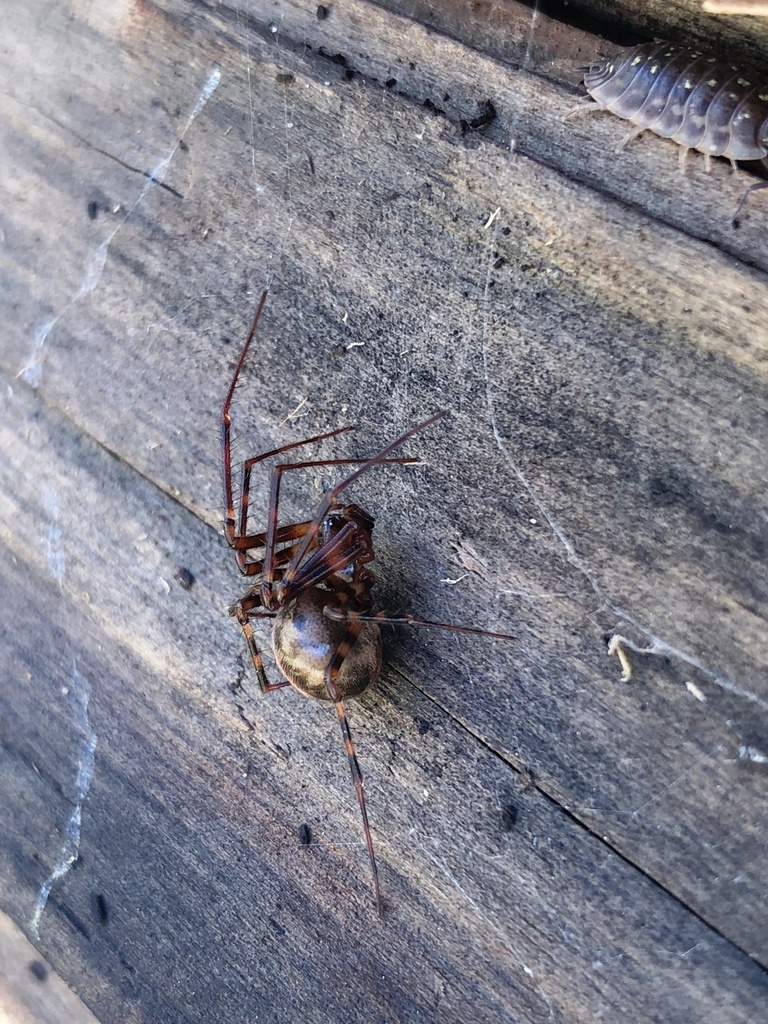 Pimoa altioculata from Beacon Hill Park, Victoria, BC, CA on April 13 ...