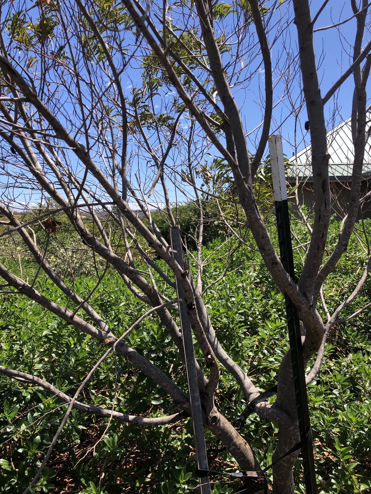 Acacia koaia Hillebr.