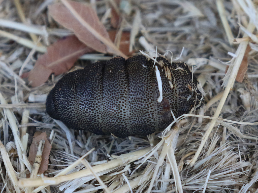 Glire Bot Flies from Sacramento County, CA, USA on October 14, 2018 at ...