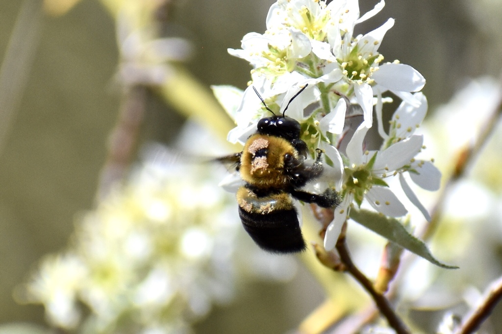 Virginia Carpenter Bee from Island Beach State Park on April 14, 2023 ...