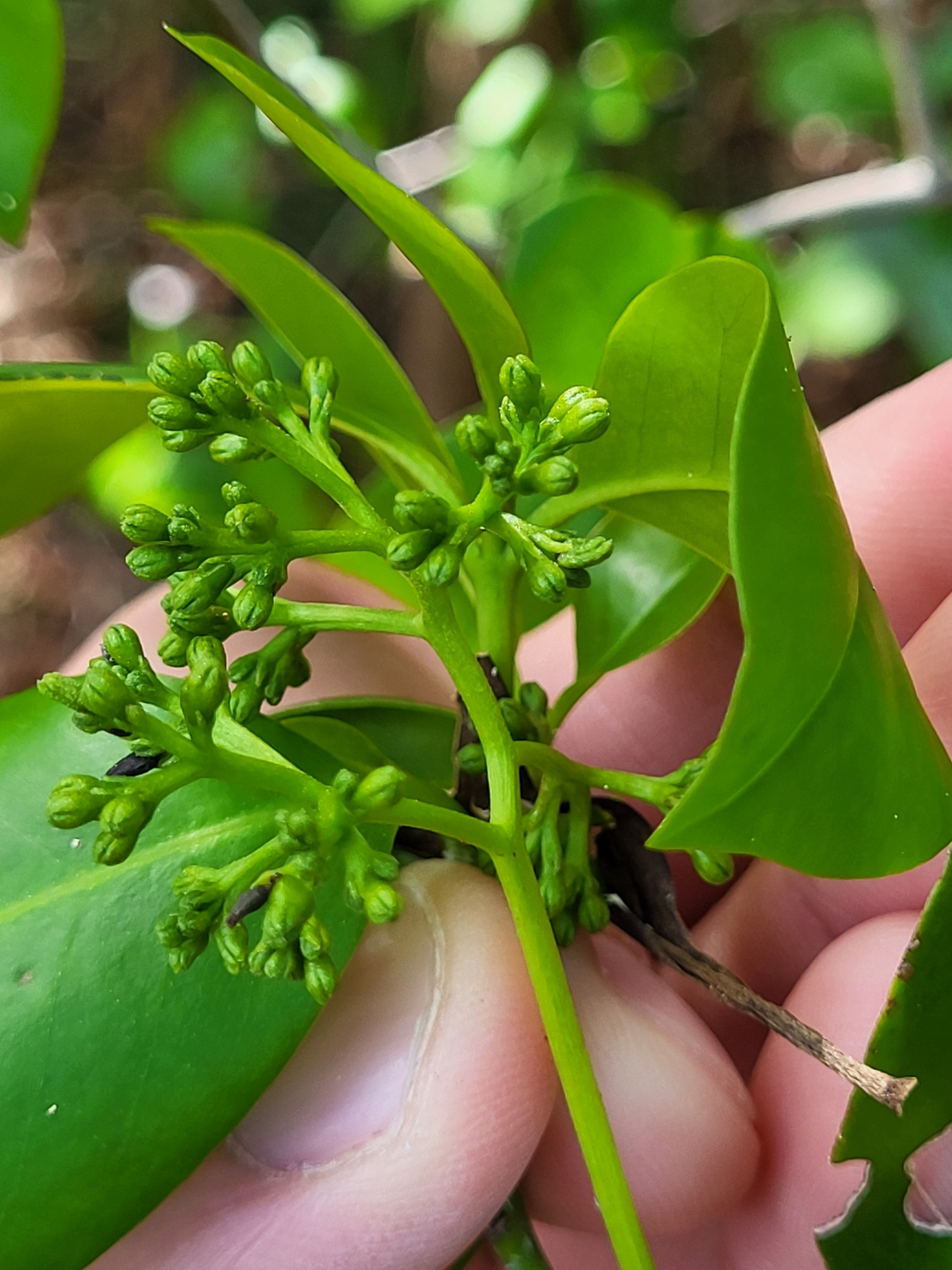 Guapira fragrans (Dum.Cours.) Little