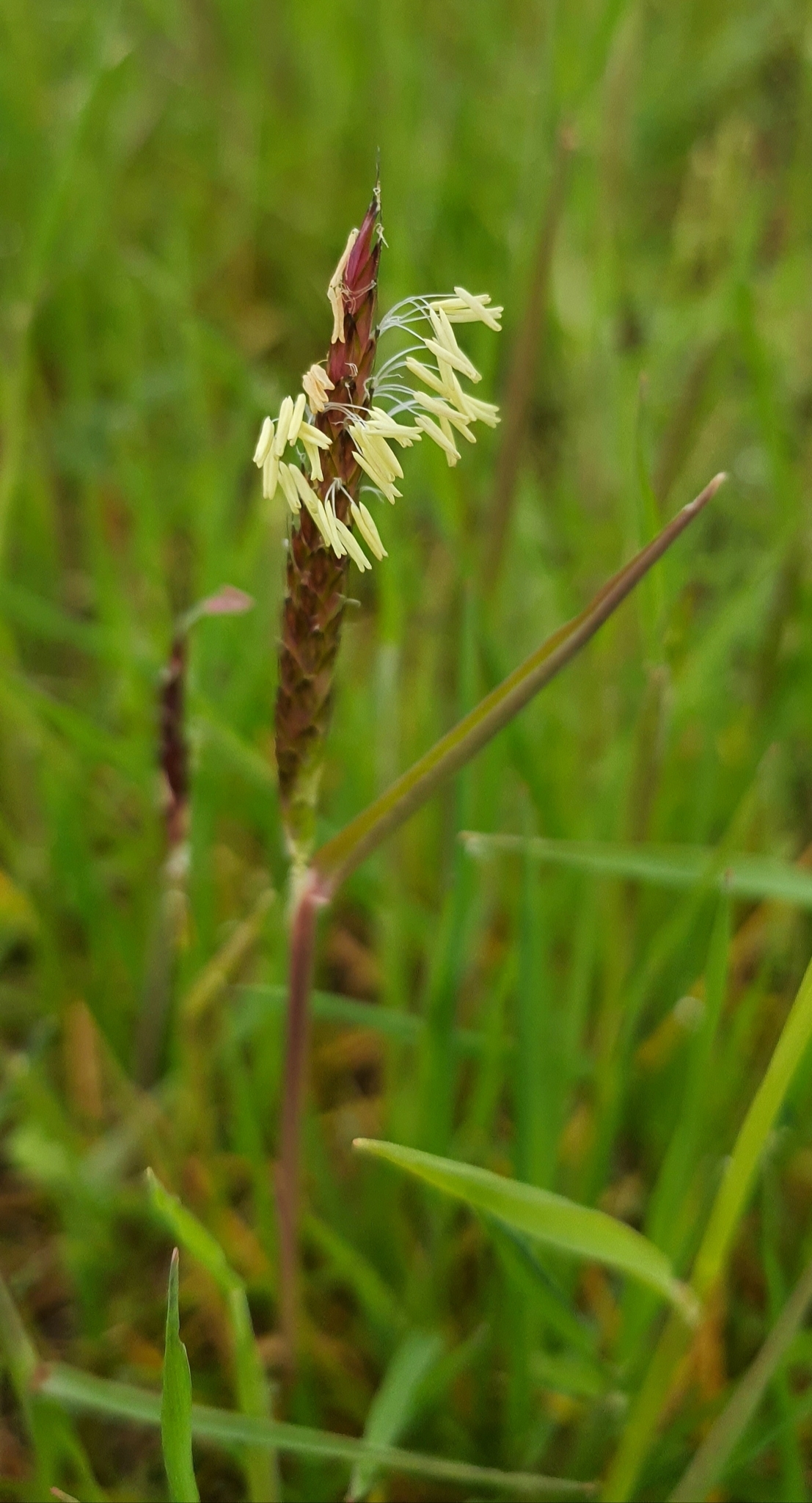 Alopecurus myosuroides Huds.