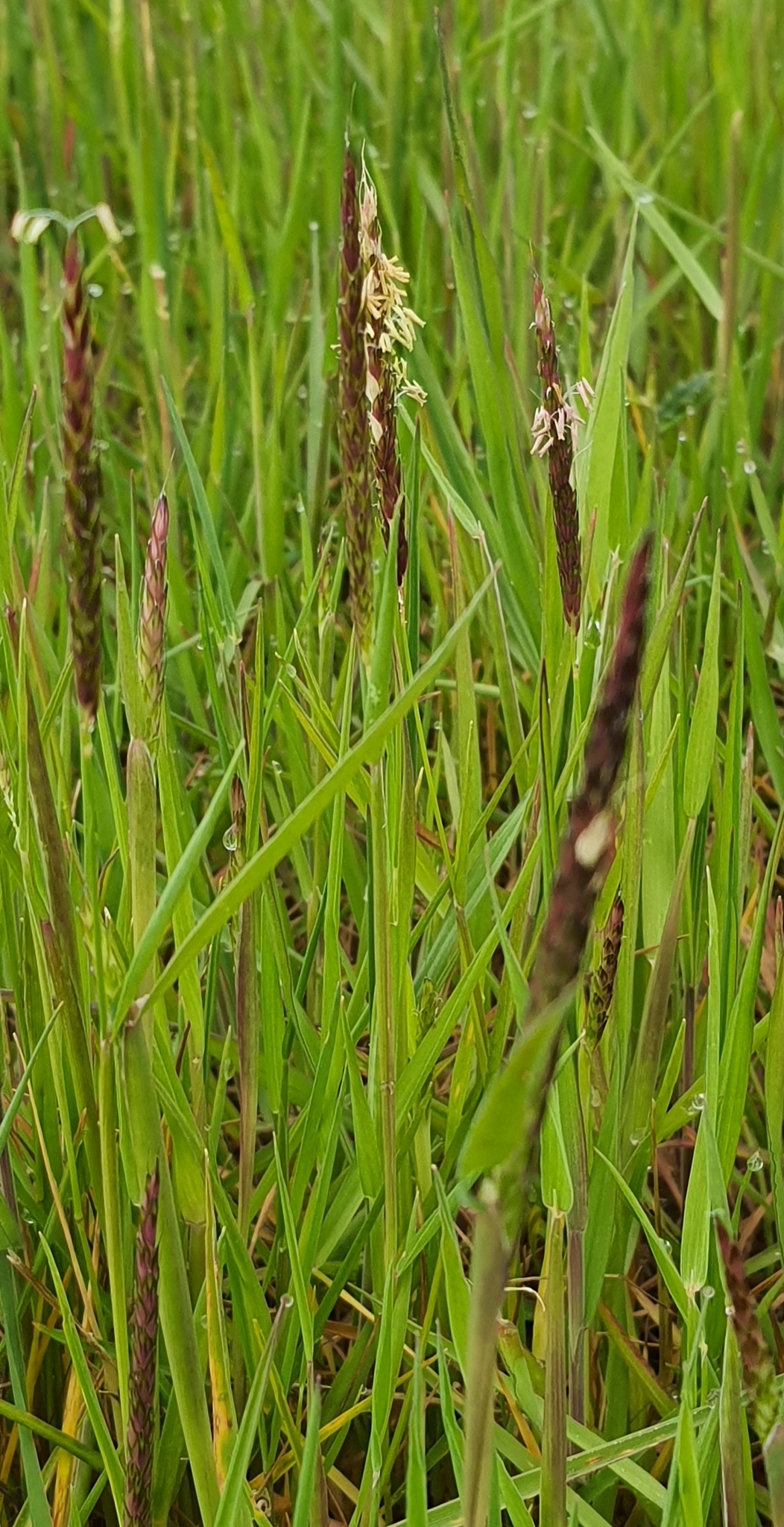 Alopecurus myosuroides Huds.