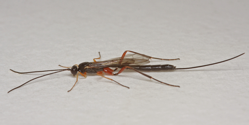 Poemenia hectica · iNaturalist