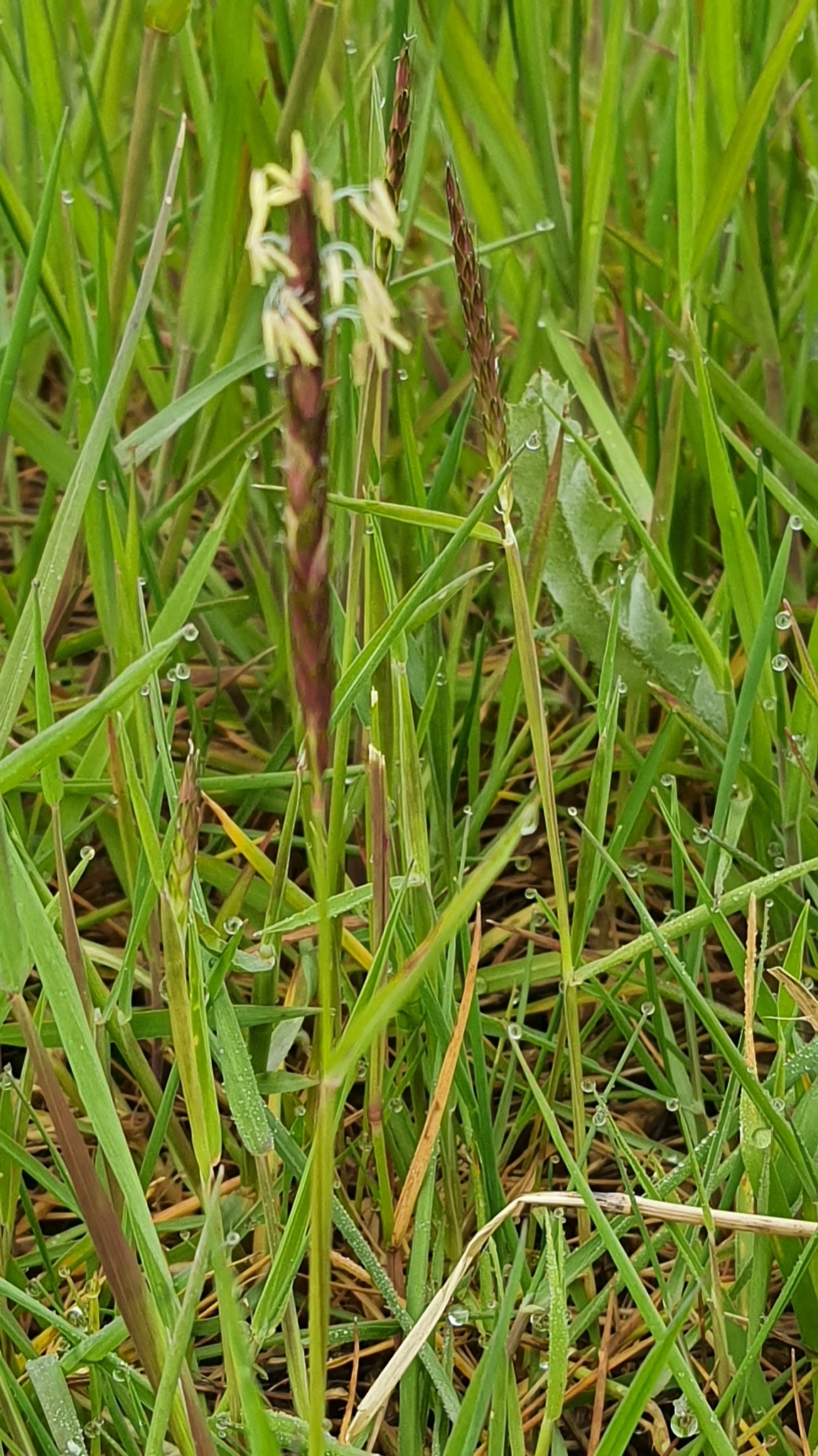 Alopecurus myosuroides Huds.