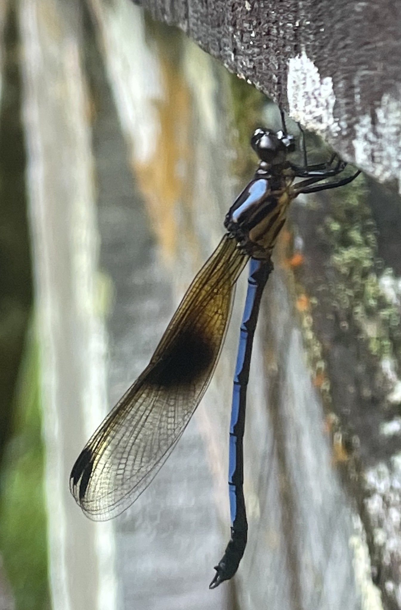 Polythoridae