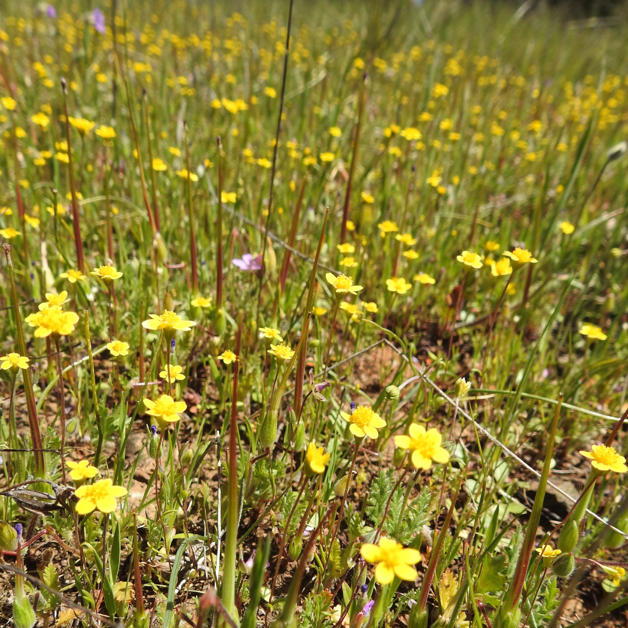 Lasthenia californica DC. ex Lindl.