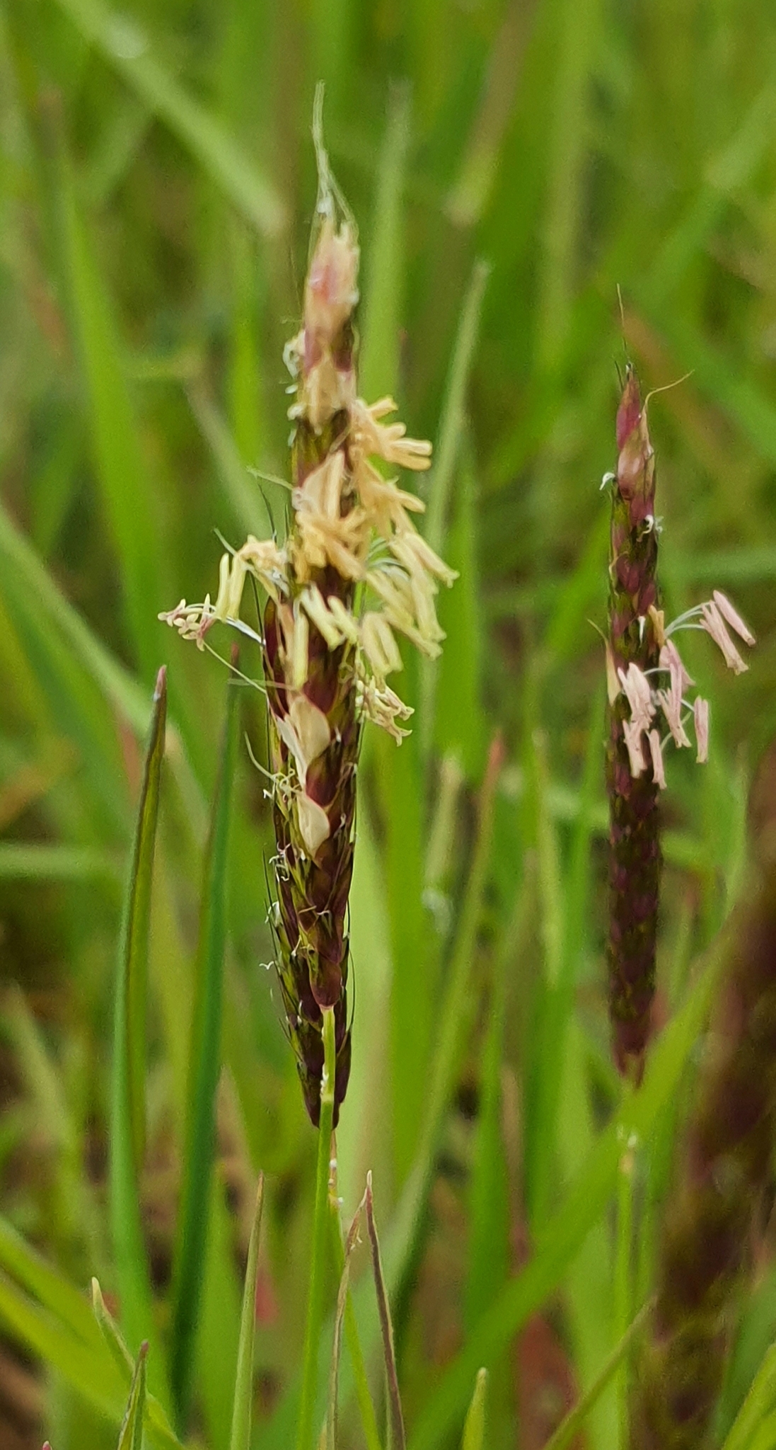 Alopecurus myosuroides Huds.