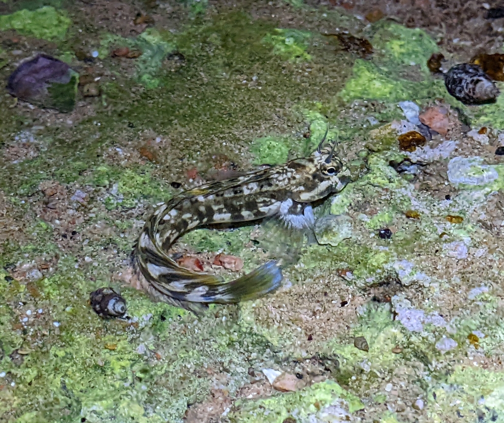 Salariinae from Egypt on April 14, 2023 at 09:09 PM by Adam Hasik ...