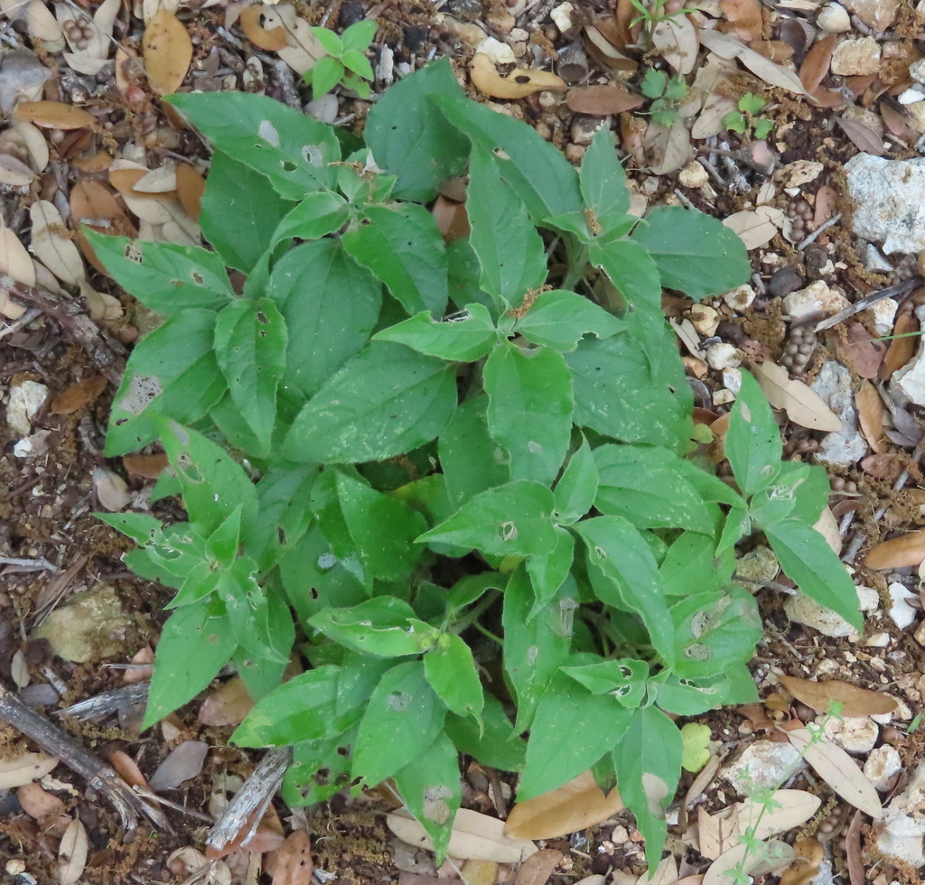 Toothleaf Goldeneye from Williamson, Texas, United States on April 14 ...