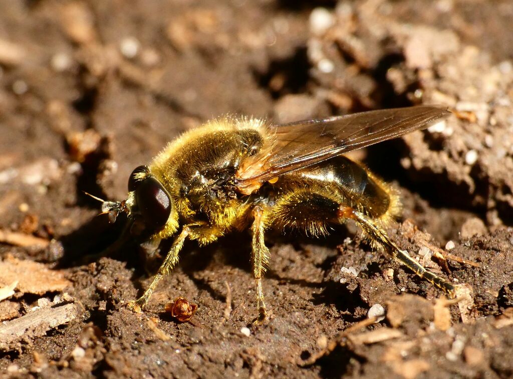 Eastern Catkin Fly from Galloway, NJ, USA on April 12, 2023 at 02:49 PM ...