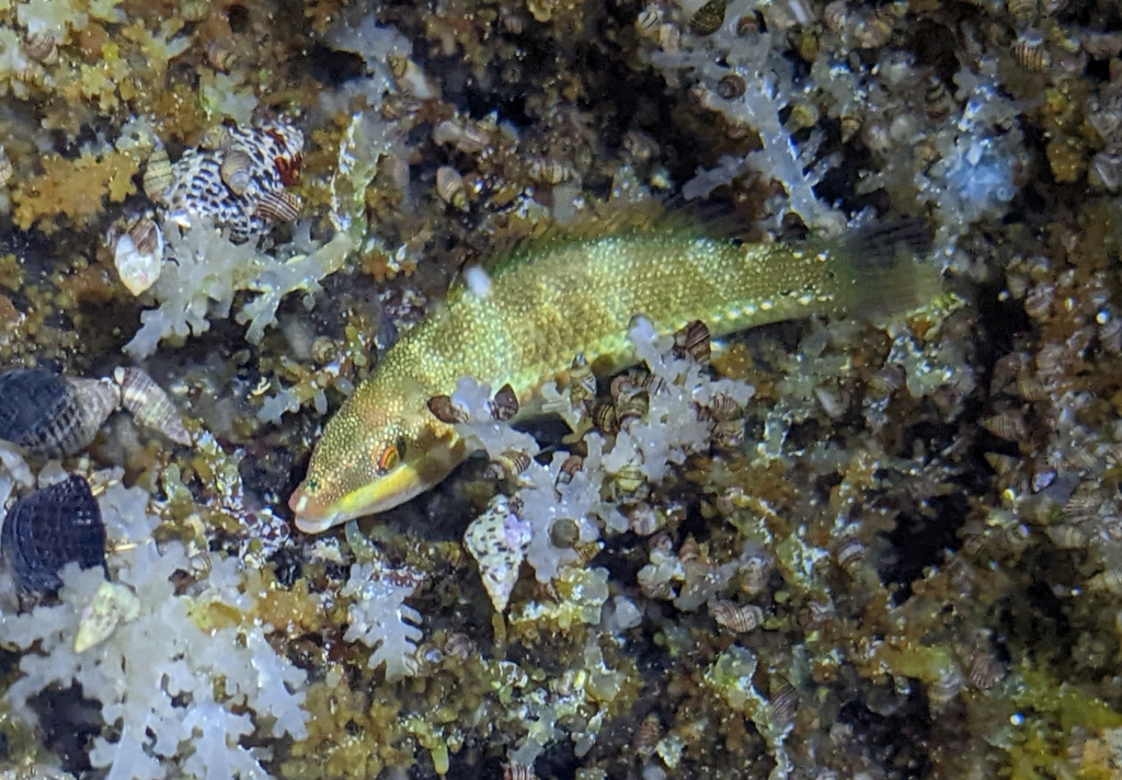 Wrasses and Parrotfishes from Egypt on April 14, 2023 at 09:29 PM by ...