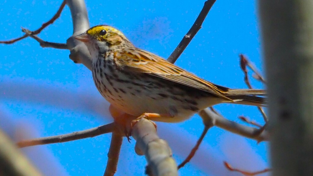 Savannah Sparrow from Penetanguishene, ON, Canada on April 14, 2023 at ...