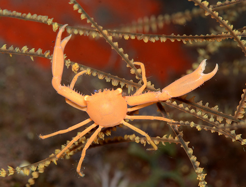 Genus Quadrella · iNaturalist