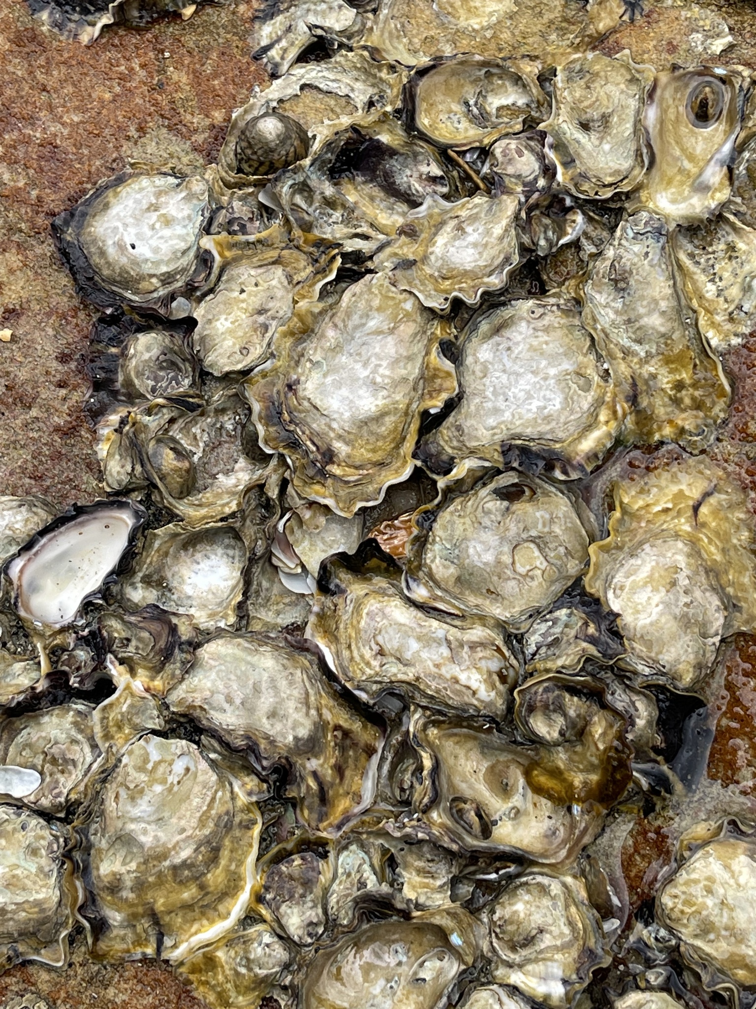 Saccostrea Dollfus & Dautzenberg, 1920