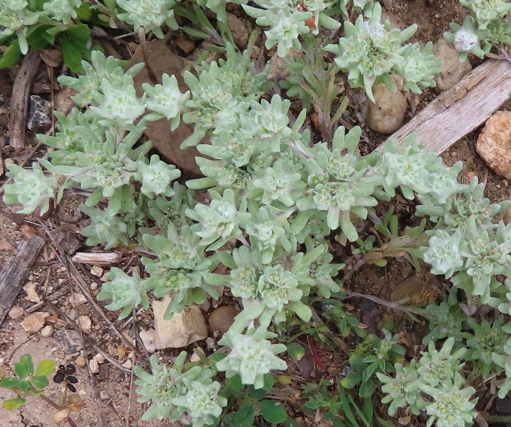 flathead rabbit tobacco from Williamson, Texas, United States on April ...