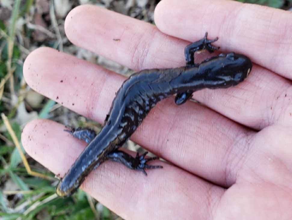 Blue-spotted Salamander in April 2023 by tomwille22 · iNaturalist