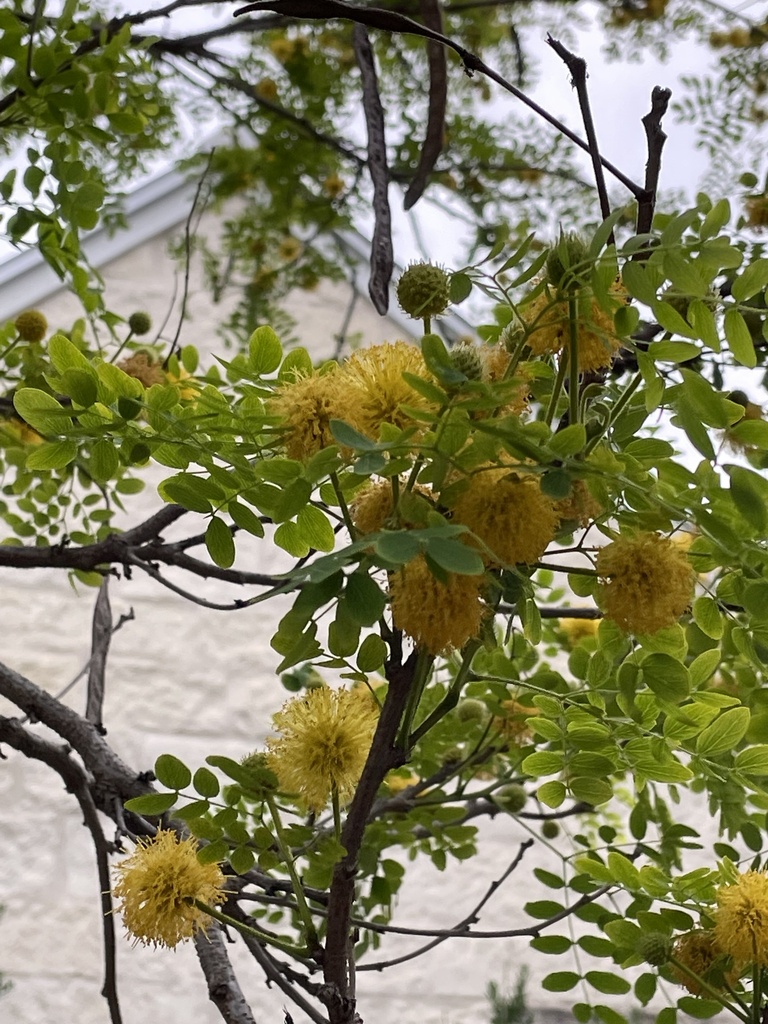 Golden-ball Lead Tree from N Llano St, Fredericksburg, TX, US on April ...