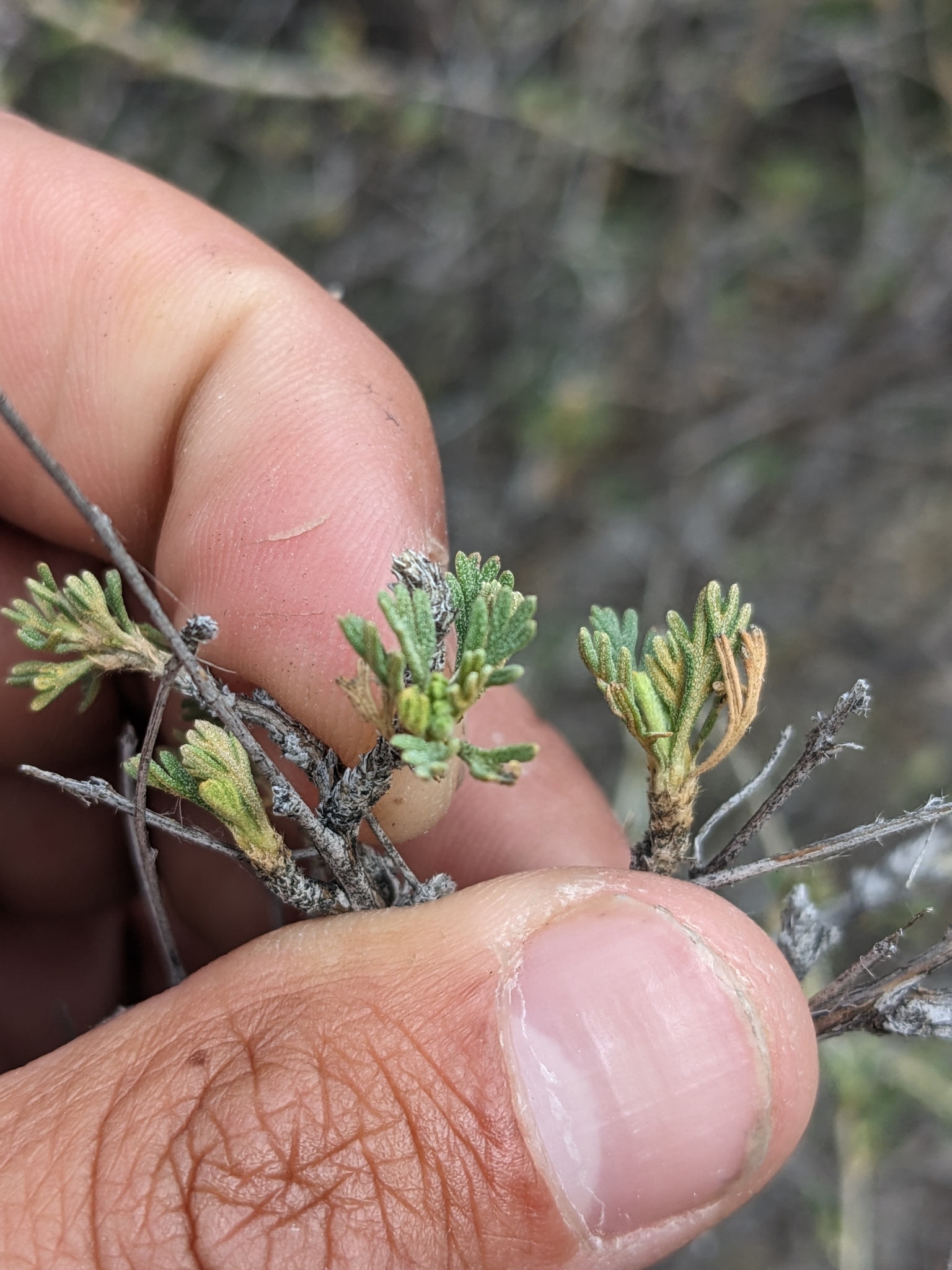 Fallugia paradoxa (D.Don) Endl.