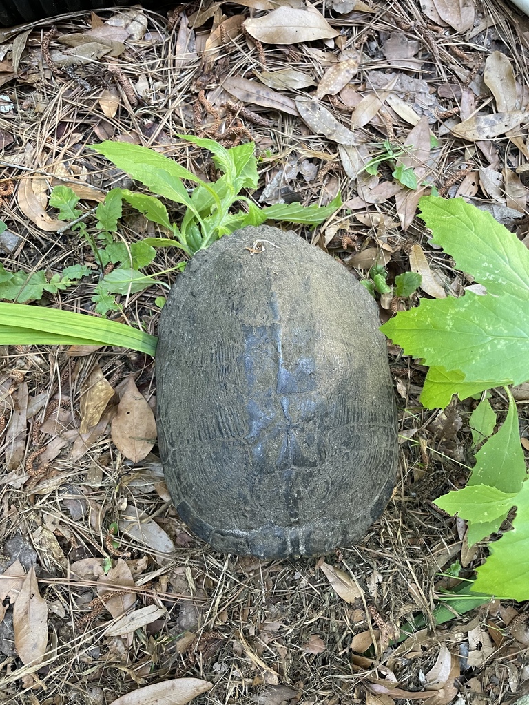 Gopher Tortoise in April 2023 by Robert LaPlante · iNaturalist