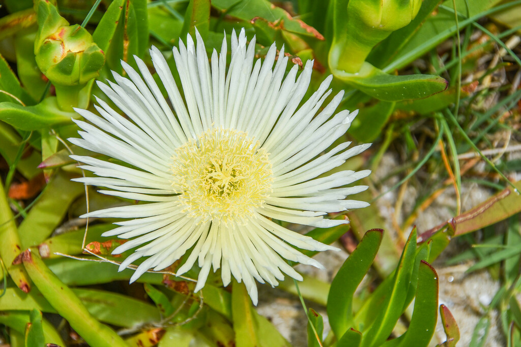 sea fig from Waipu River Mouth Wildlife Refuge, Whangarei District ...