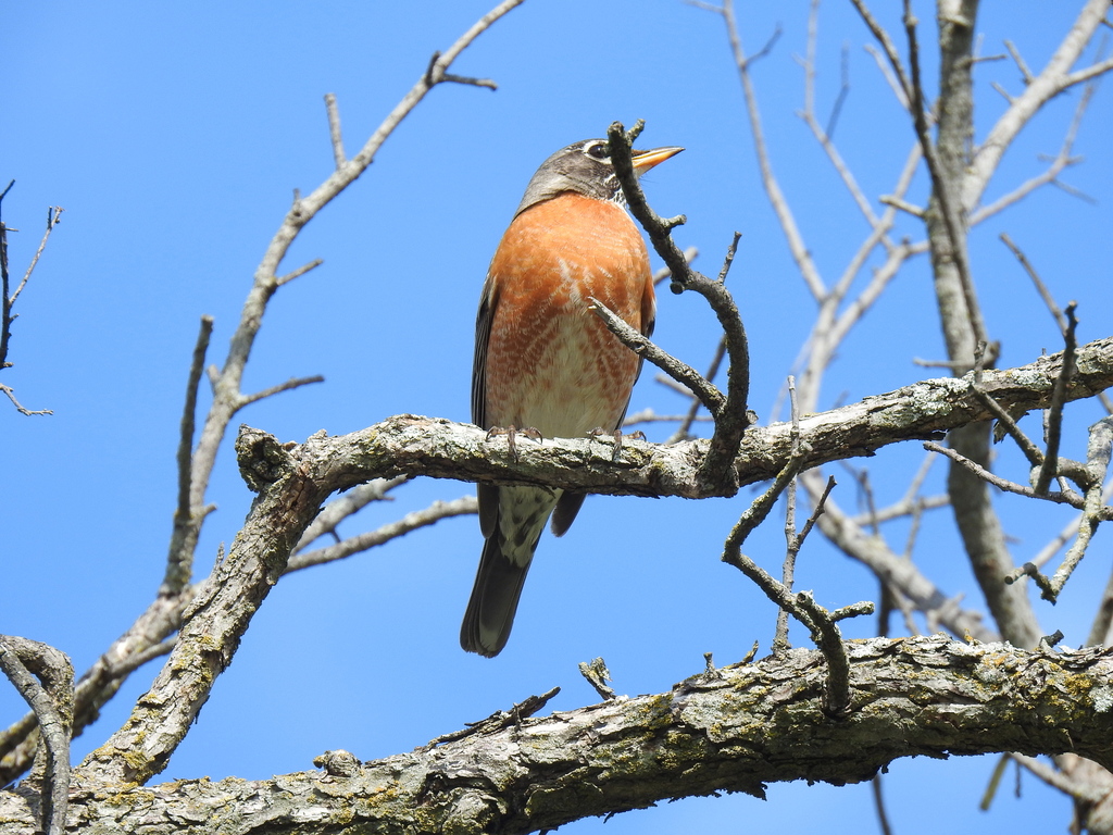 American Robin from Flower Mound, TX, USA on April 14, 2023 at 04:47 PM ...