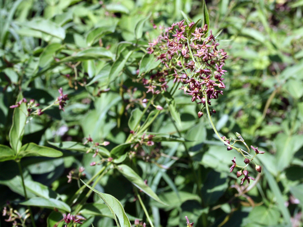 European swallow-wort from Skaneateles Conservation Area, Onondaga ...