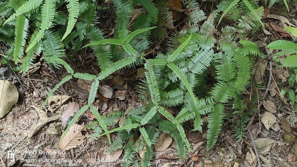 Sticherus truncatus from Sri Pinang Apartment, Taman Wawasan, 47100 ...