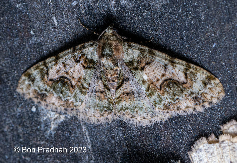 Ennominae from Darjeeling town, Gandhi Road, Darjeeling, West Bengal ...