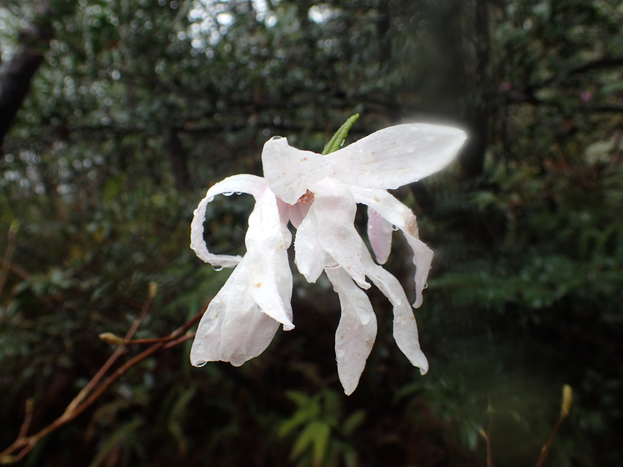 Magnolia stellata (Siebold & Zucc.) Maxim.