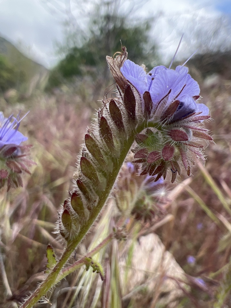 distant phacelia from Angeles National Forest, Los Angeles, CA, US on ...
