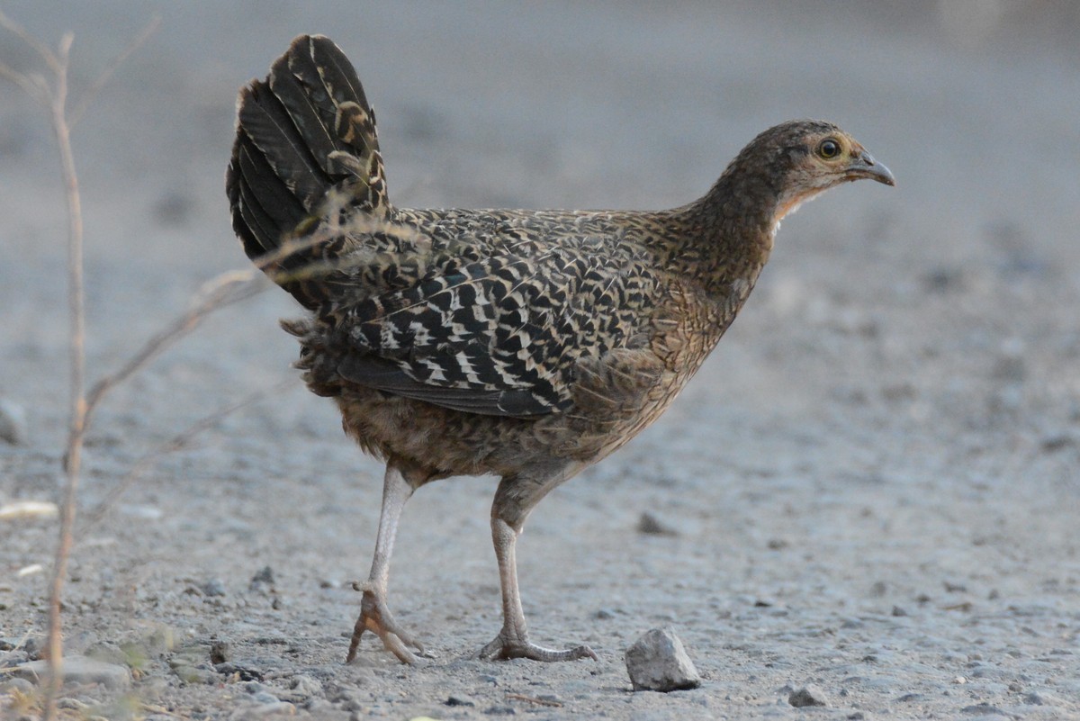 Gallus varius (Shaw, 1798)