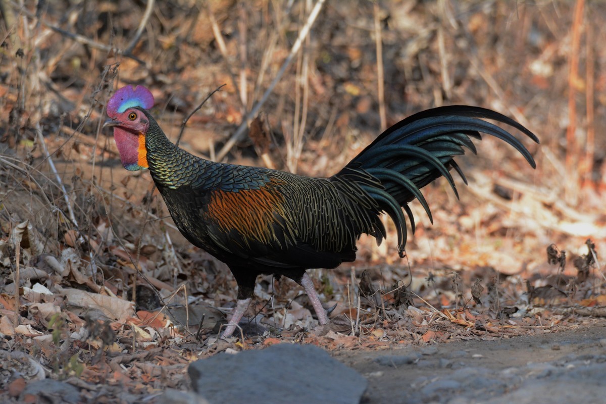 Gallus varius (Shaw, 1798)