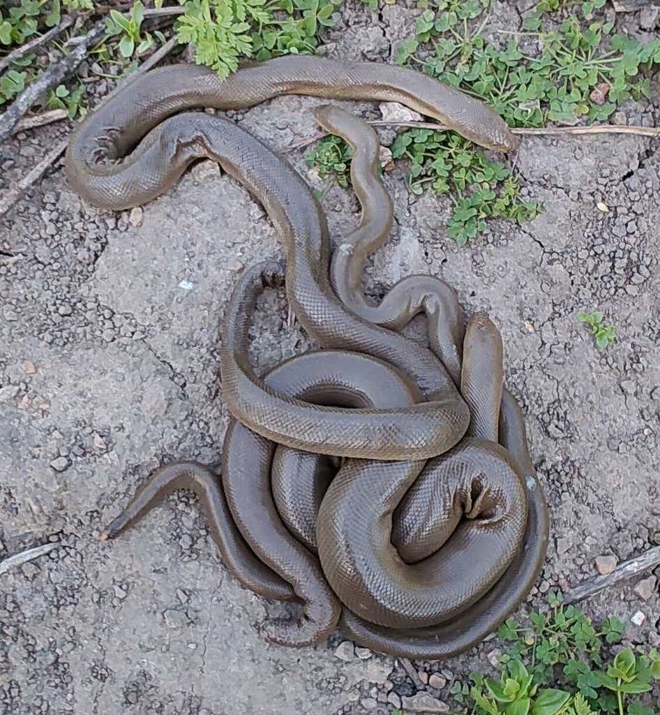 Northern Rubber Boa in April 2023 by James Maughn. Four boas under one ...