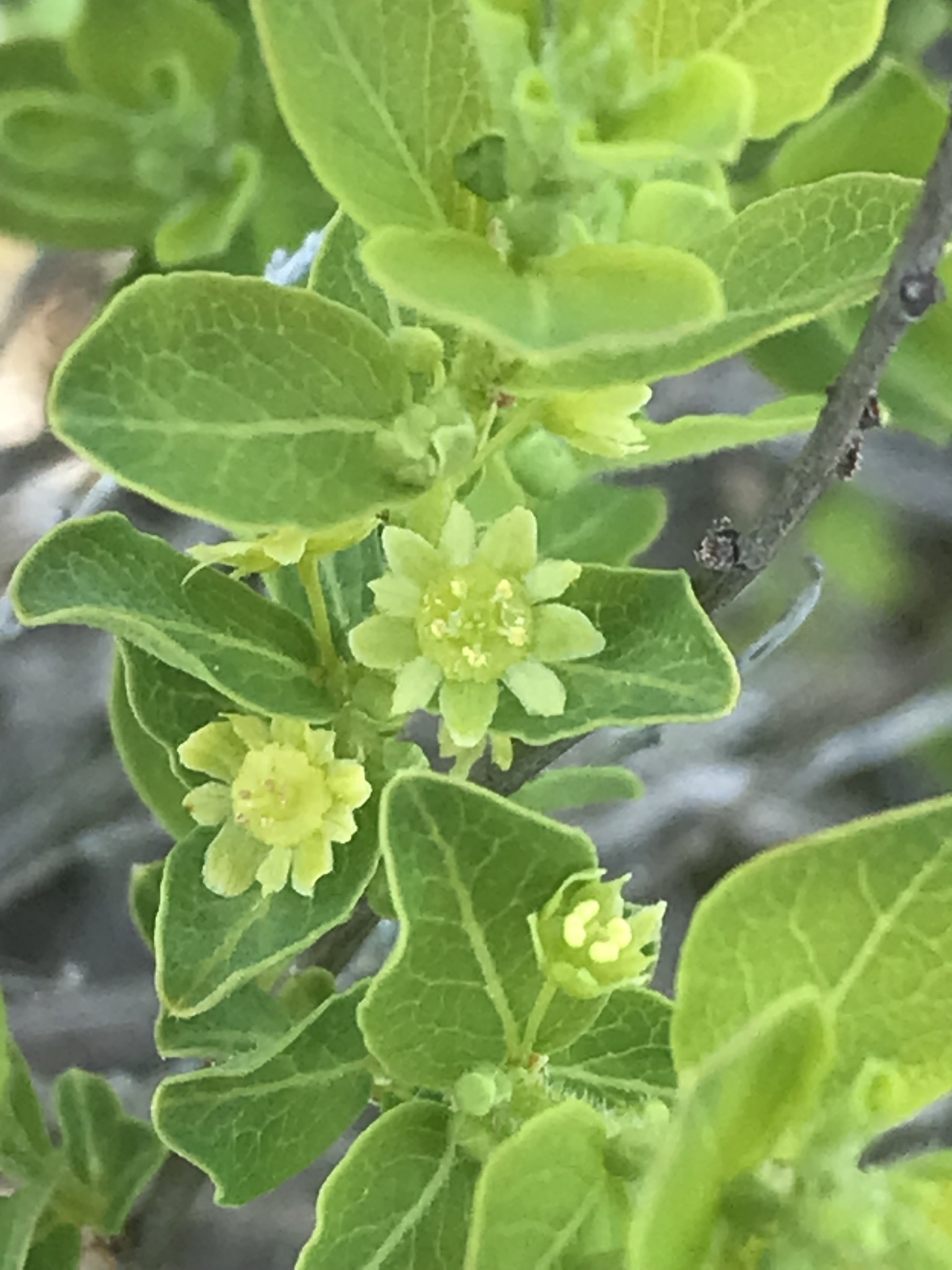 Phyllanthopsis phyllanthoides (Nutt.) Voronts. & Petra Hoffm.