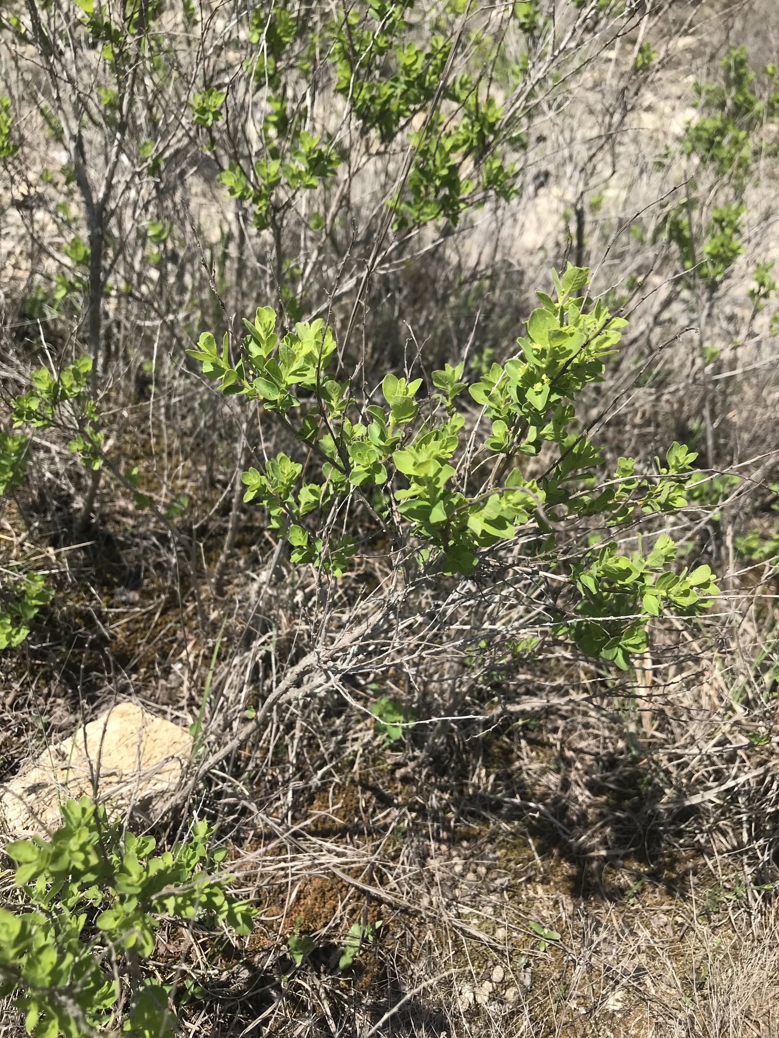 Phyllanthopsis phyllanthoides (Nutt.) Voronts. & Petra Hoffm.