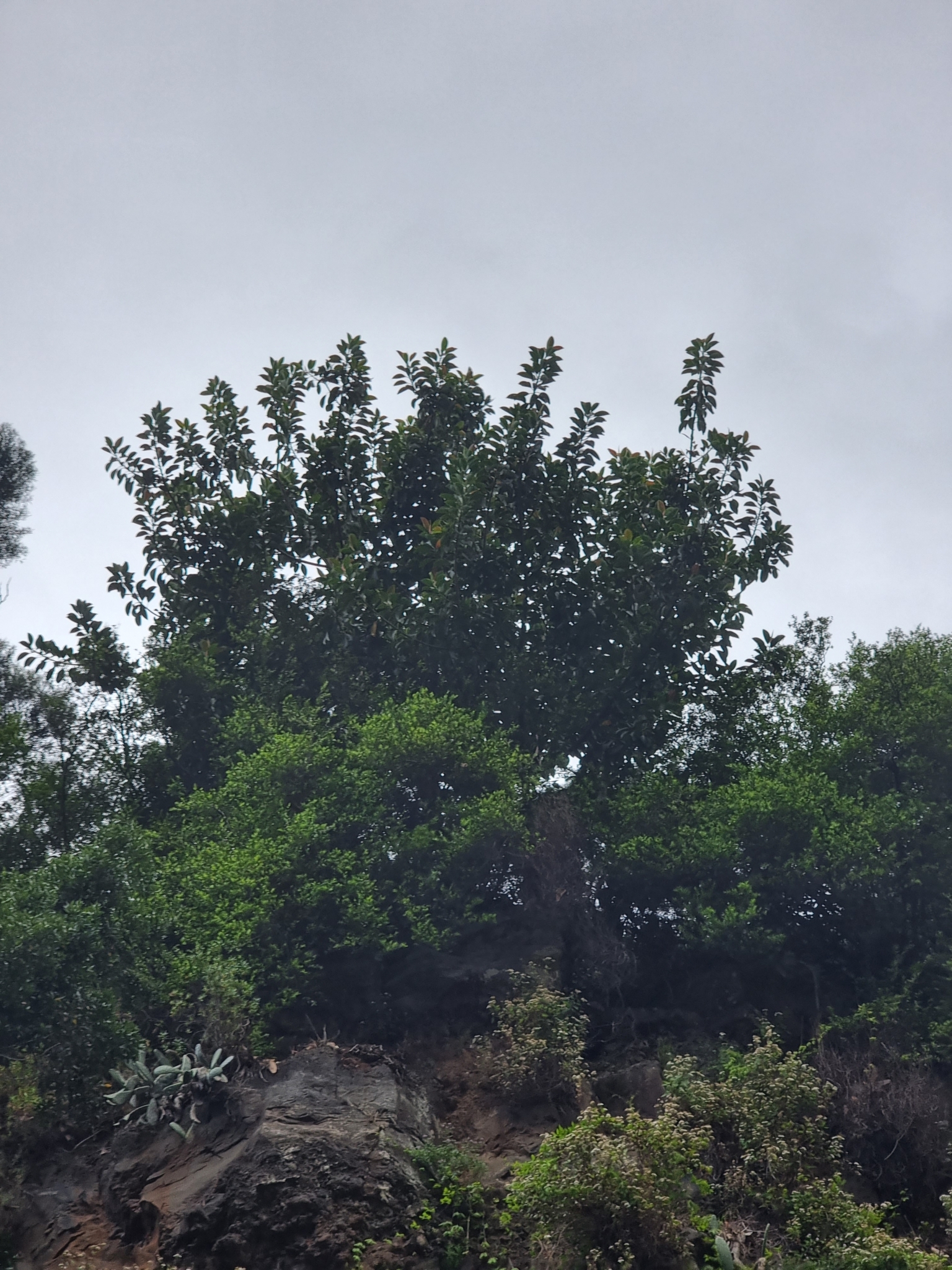 Ficus elastica Roxb.