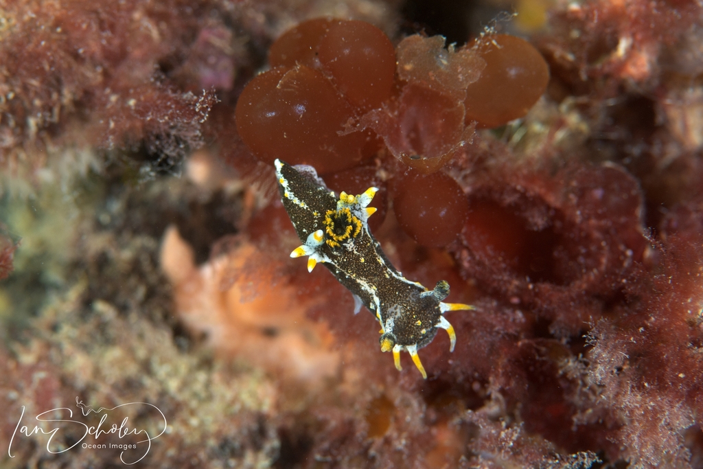 Hedgpeth's Dorid from Melbourne VIC, Australia on April 14, 2023 at 10: ...