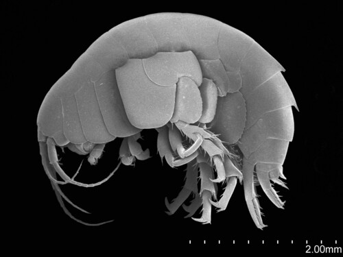 Hyalella tepehuana · iNaturalist