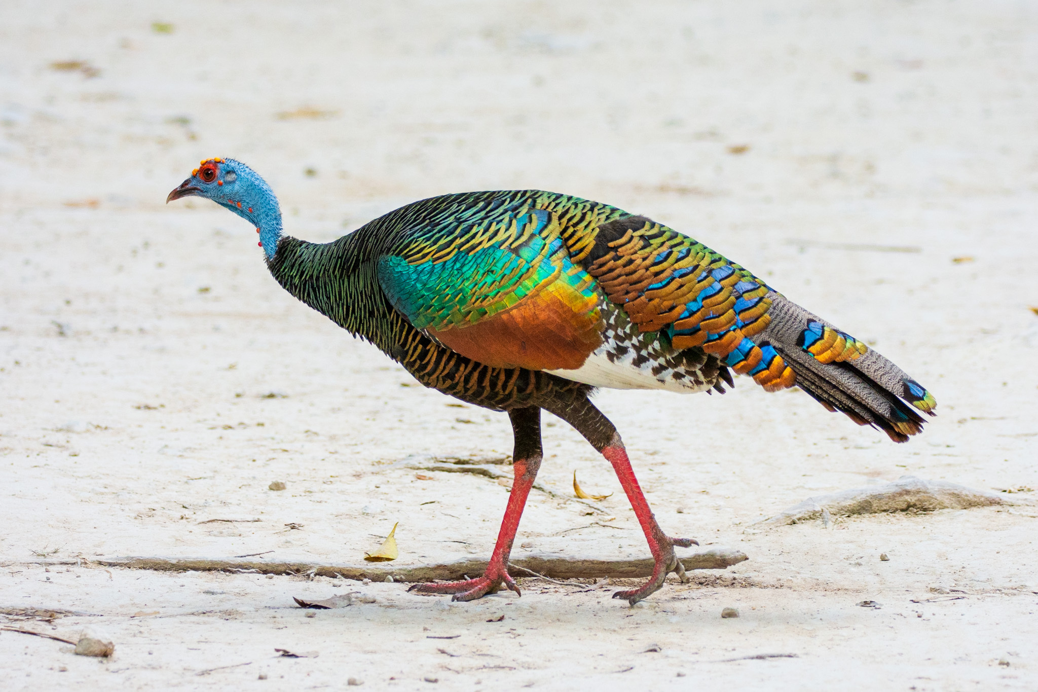 Meleagris ocellata Cuvier, 1820