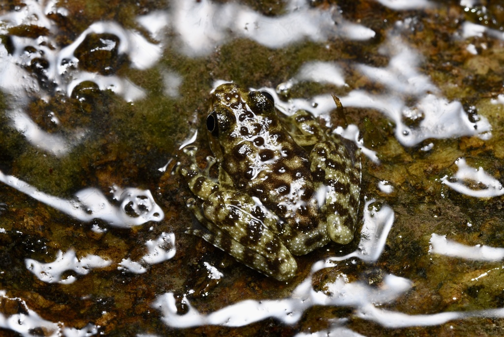Hong Kong Cascade Frog in April 2023 by 桃子 · iNaturalist