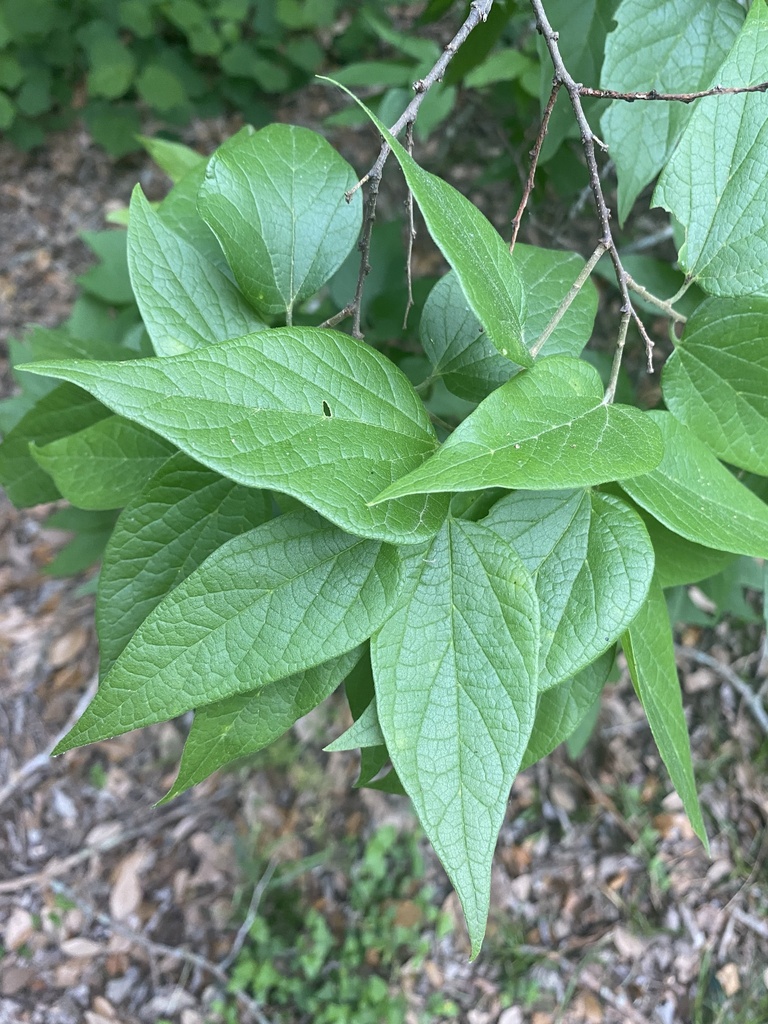 sugar hackberry from SH-35 N, Bay City, TX, US on April 14, 2023 at 07: ...