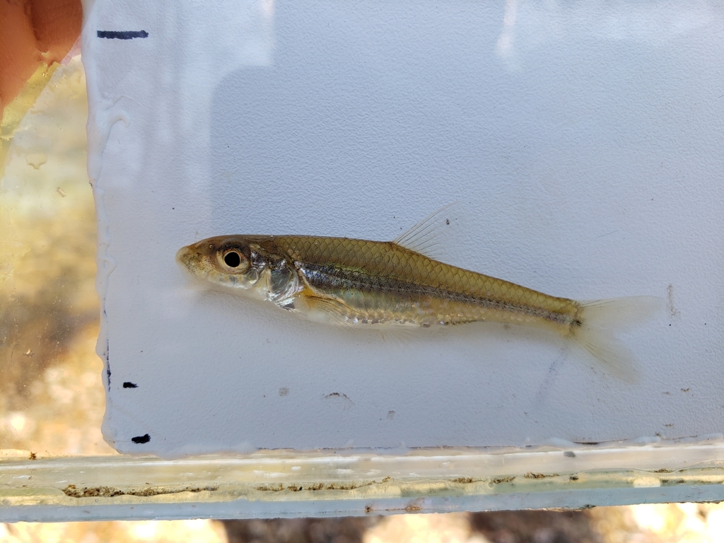 Silverjaw minnow in April 2023 by Bradley Rasmussen · iNaturalist