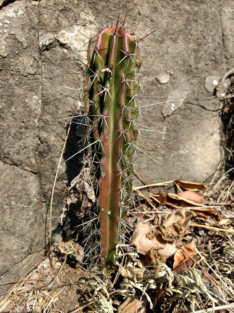 Pitaya de Queretaro from Unnamed Road, Jalisco, México on May 28, 2017 ...