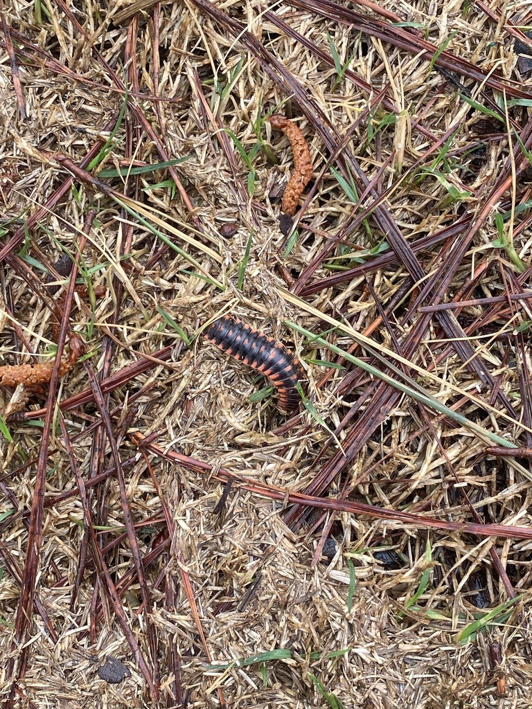 Georgia Flat-backed Millipede from Reinhardt University, Waleska, GA ...