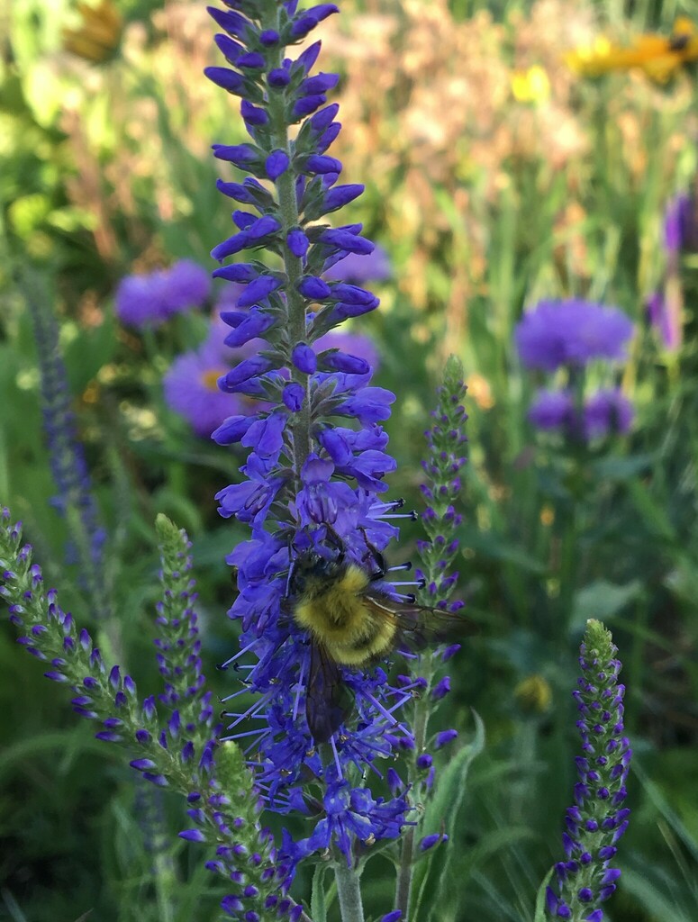 Perplexing Bumble Bee from Douglasdale, Calgary, AB T2Z, Canada on July ...