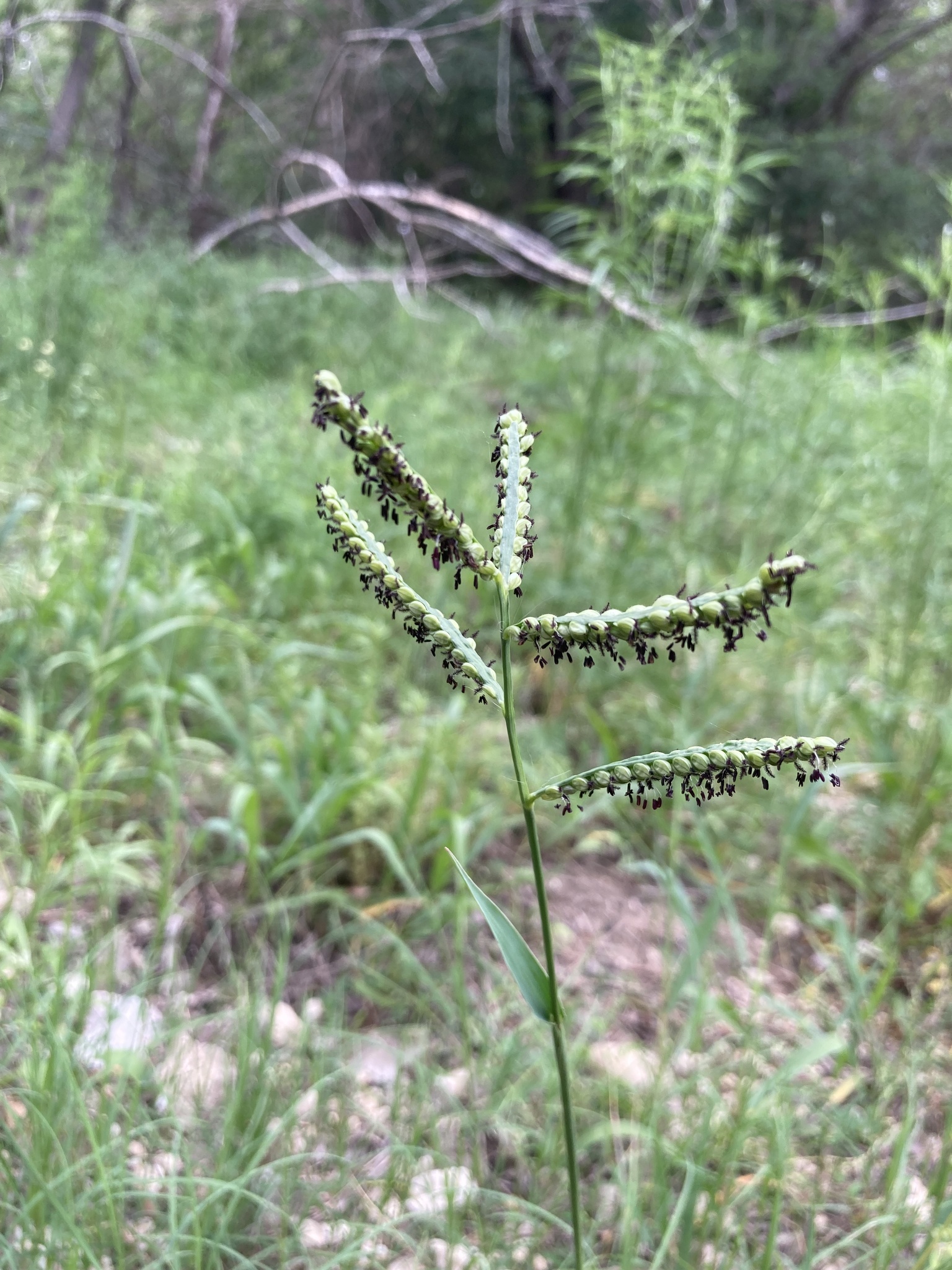 Paspalum pubiflorum Rupr. ex E.Fourn.